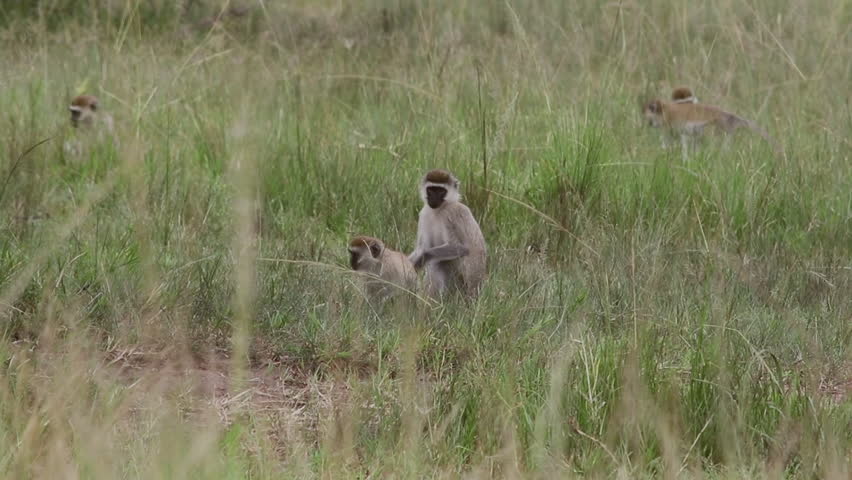 vervet monkeys playing savannah rwanda africa Stock Footage Video (100% ...