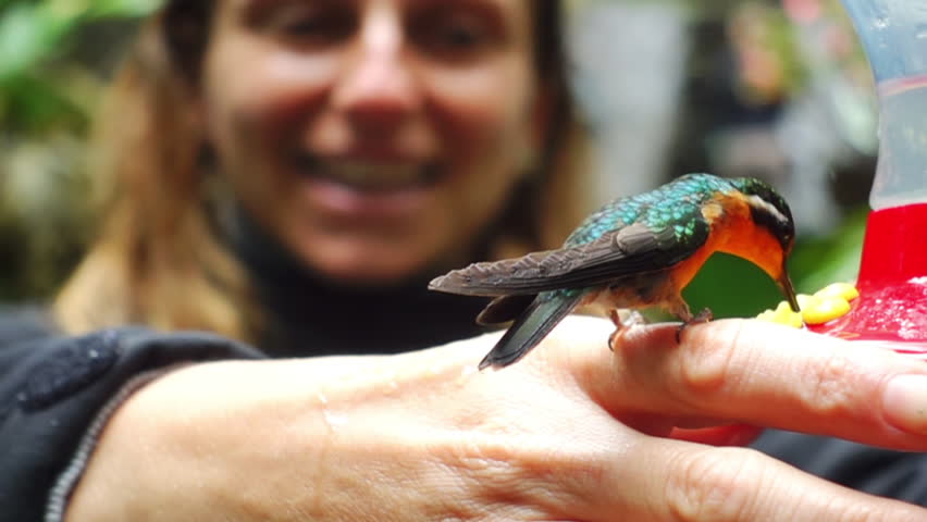 woman holding hummingbird while feeding Stock Footage Video (100% ...