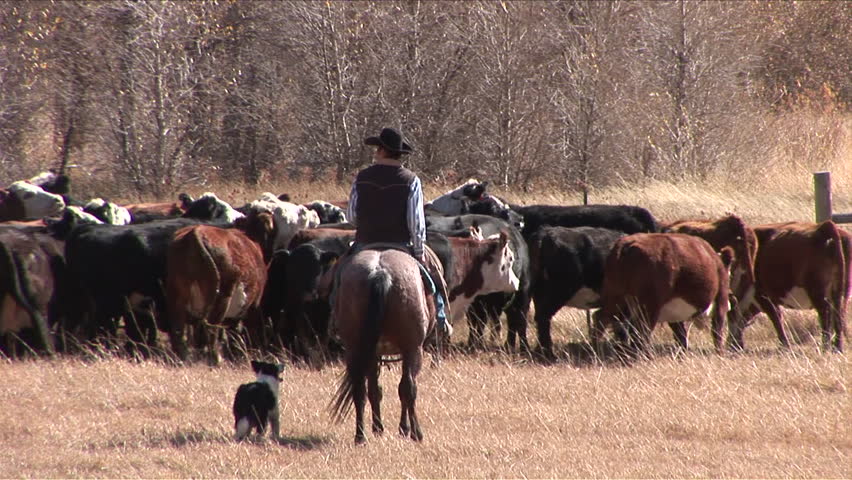 View of Cowboy Wrangling His Arkivvideomateriale (100 % royaltyfritt ...