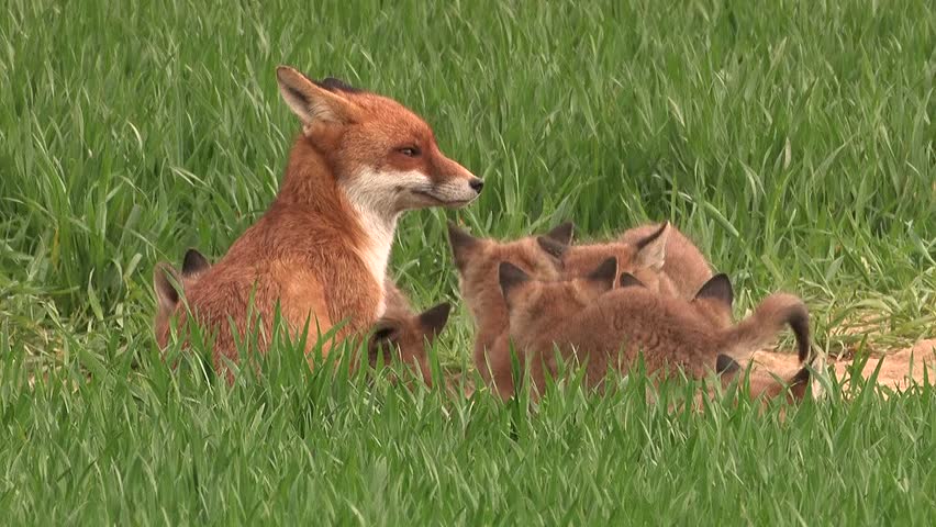 Fuchs Film Stock Video Footage - 4K and HD Video Clips | Shutterstock