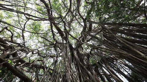 Tropical Banyan Tree Goa India Stock Footage Video (100% Royalty-free ...