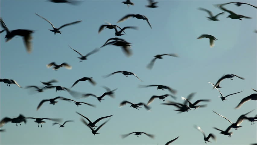 Hundreds of Birds Flying in Stock Footage Video (100% Royalty-free ...