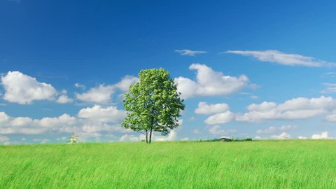 Tree Lawn On Background Clear Sky Stock Footage Video (100% Royalty ...