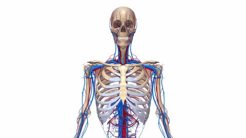 Human Skeleton Blood Vessels Stock Footage Video (100% Royalty-free ...