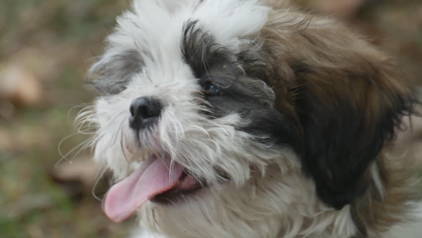 Baby shih tzu Stock Video Footage - 4K and HD Video Clips | Shutterstock