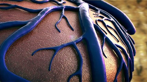 4k Animation Circulatory System Capillary Cardiovascular Stock Footage ...