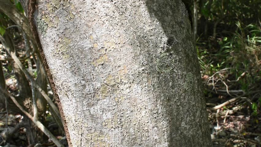 Manchineel Tree image - Free stock photo - Public Domain photo - CC0 Images