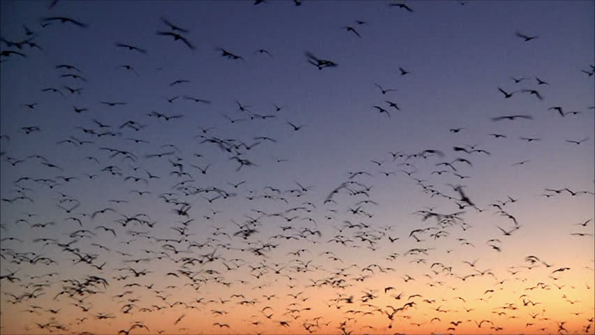 hundreds thousands birds flying against background Stock Footage Video ...