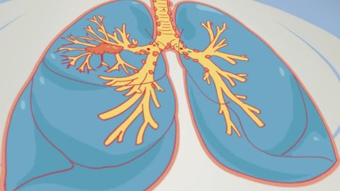 Lungs Animation Stock Footage Video (100% Royalty-free) 24618299 ...