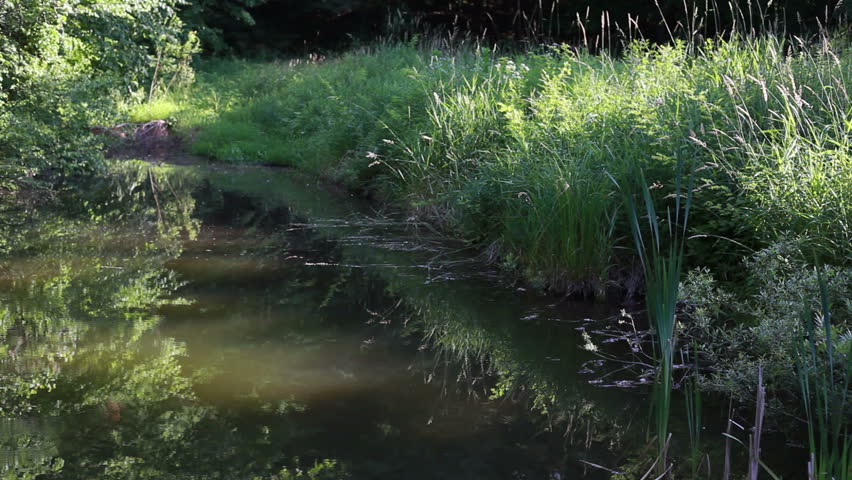 pond by grassy field tall grass Stock Footage Video (100% Royalty-free ...