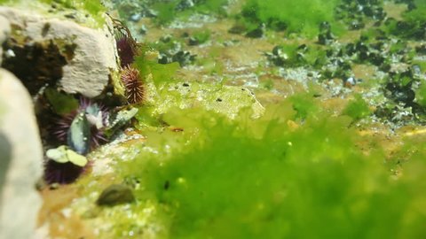 Seaweed Algae Under Microscope Magnification 100x Stock Footage Video ...