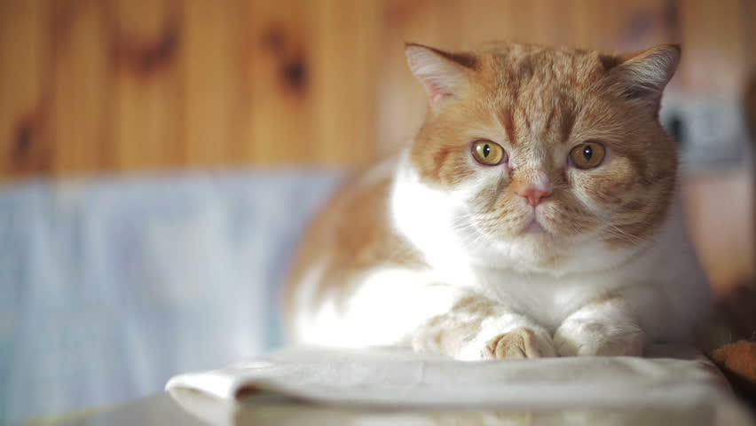 beautiful big cat sitting gazing around Stock Footage Video (100% ...