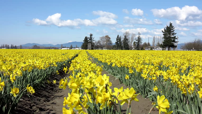 Field of Daffodils in Early Stock Footage Video (100% Royalty-free ...