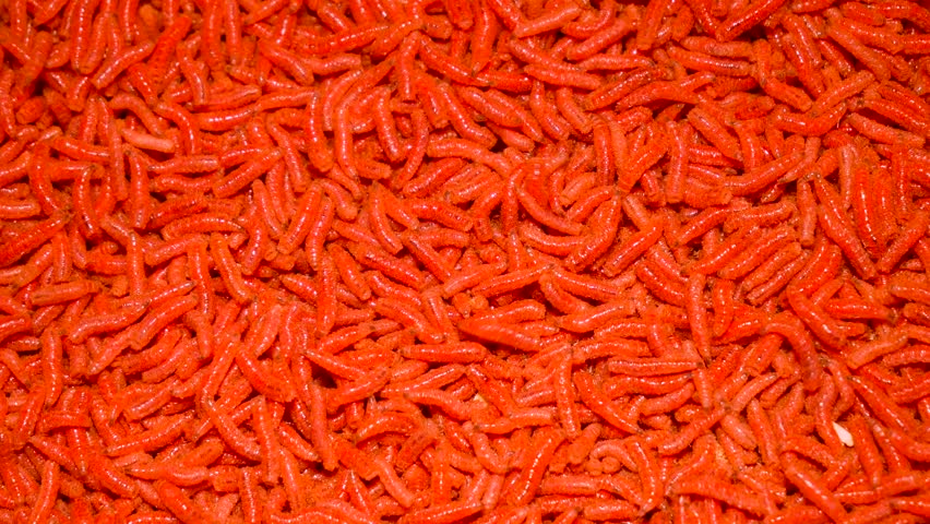 many orange color live maggots moving Stock Footage Video (100% Royalty ...