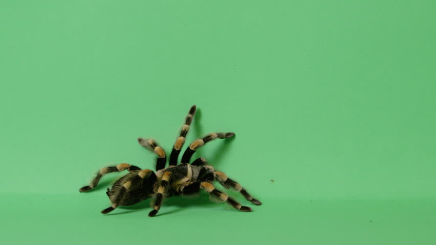 Yellow Tarantula