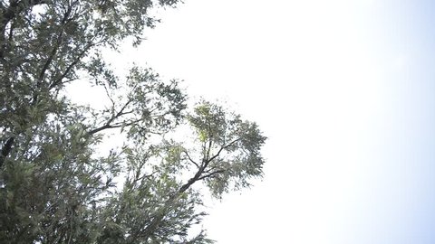 Bamboo Trees Swaying Wind Stock Footage Video (100% Royalty-free ...