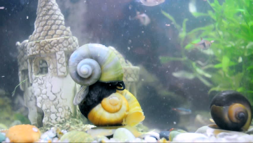 Apple Snails in Aquarium Stock Footage Video (100% Royalty-free ...