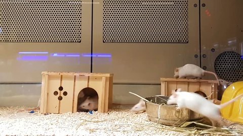 White Mice Cages Stock Footage Video (100% Royalty-free) 24760838 ...
