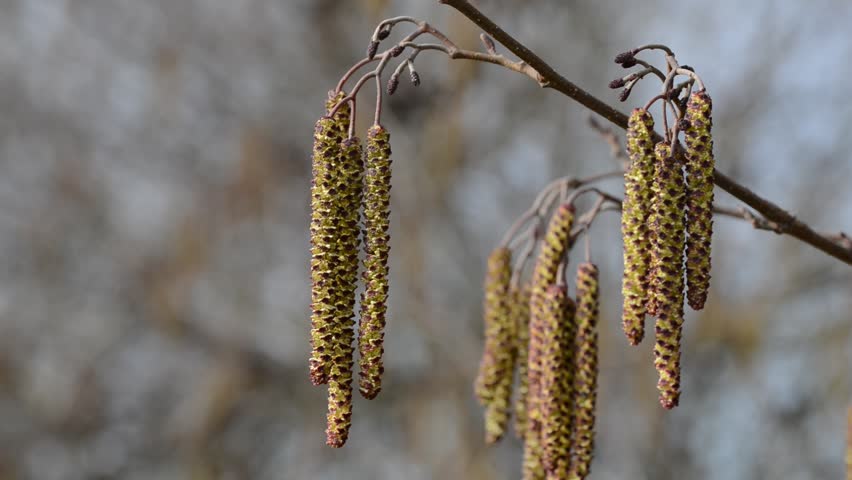 Catkins On Branch Close Up. Stock Footage Video (100% Royalty-free ...