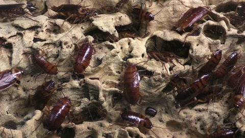 American Cockroach Closeup View 4k Stock Footage Video (100% Royalty ...