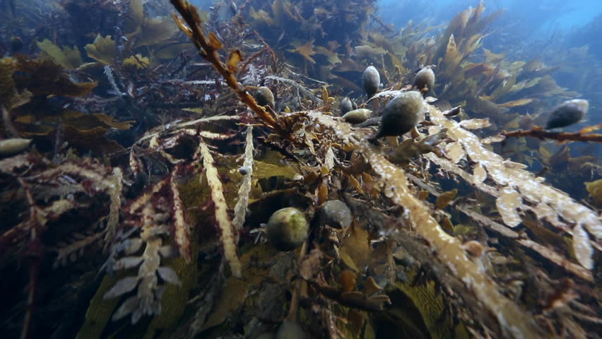 flapjack brown seaweed moving current goat Stock Footage Video (100% ...