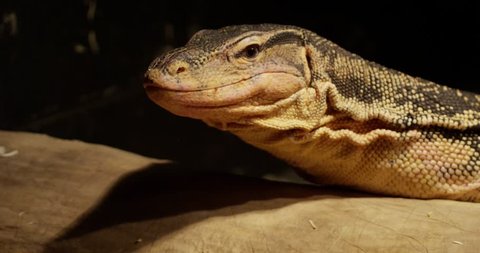 Lizard Blinking Slow Motion 120fps 4k Stock Footage Video (100% Royalty ...