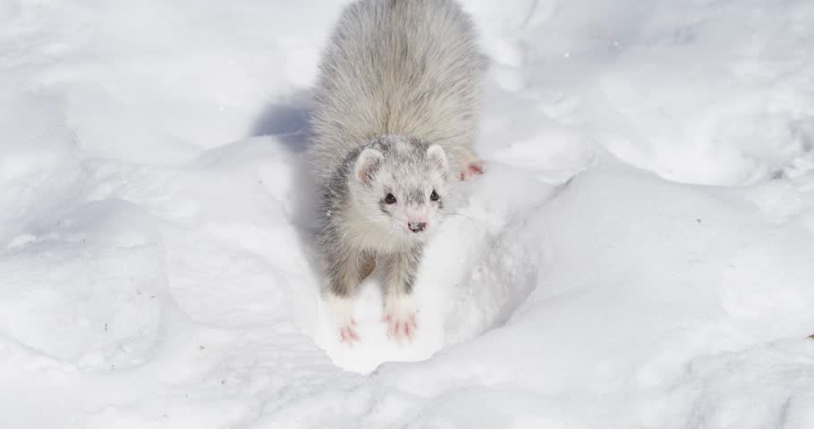 Cute Ferret - Mustela putorius furo image - Free stock photo - Public ...