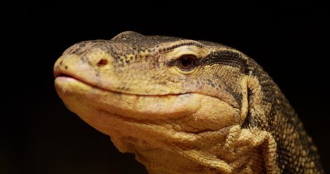 Lizard Blinking Slow Motion 120fps 4k Stock Footage Video (100% Royalty ...