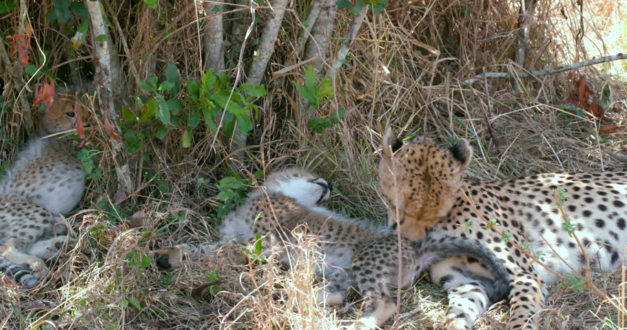 Cheetahs Grooming image - Free stock photo - Public Domain photo - CC0 ...