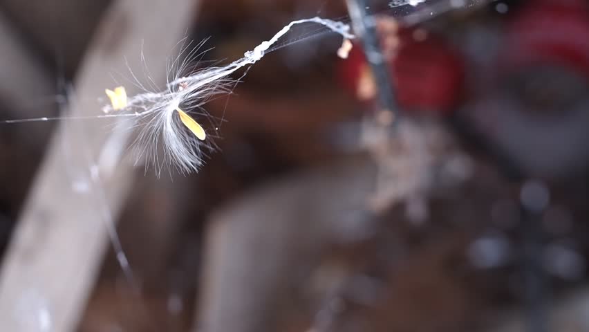 Spider web begonia Stock Video Footage - 4K and HD Video Clips ...