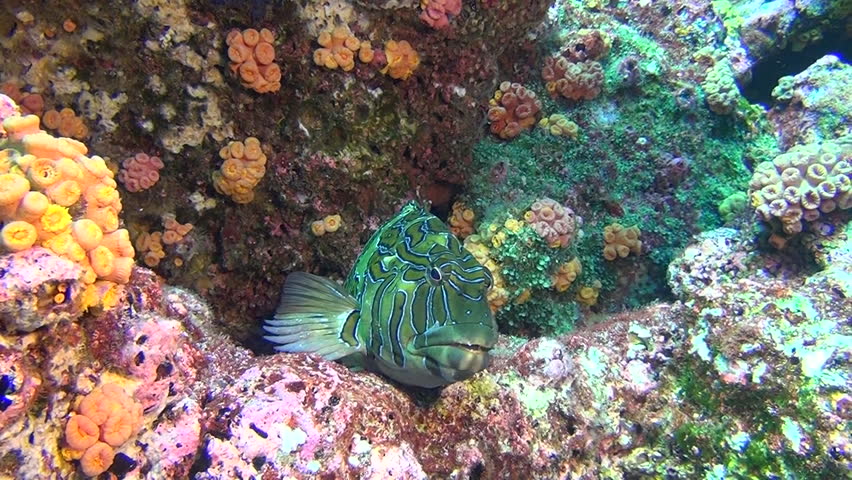 Beautiful Green Fish On Background Stock Footage Video (100% Royalty ...