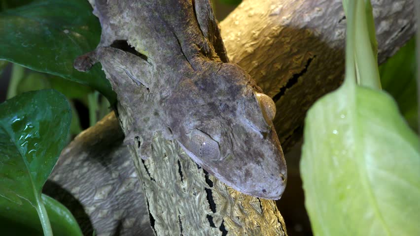 Henkel's Leaf-Tailed Gecko image - Free stock photo - Public Domain ...