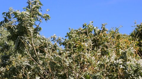 Fresh Wind Mackerel Gale Hard Gale Stock Footage Video (100% Royalty ...