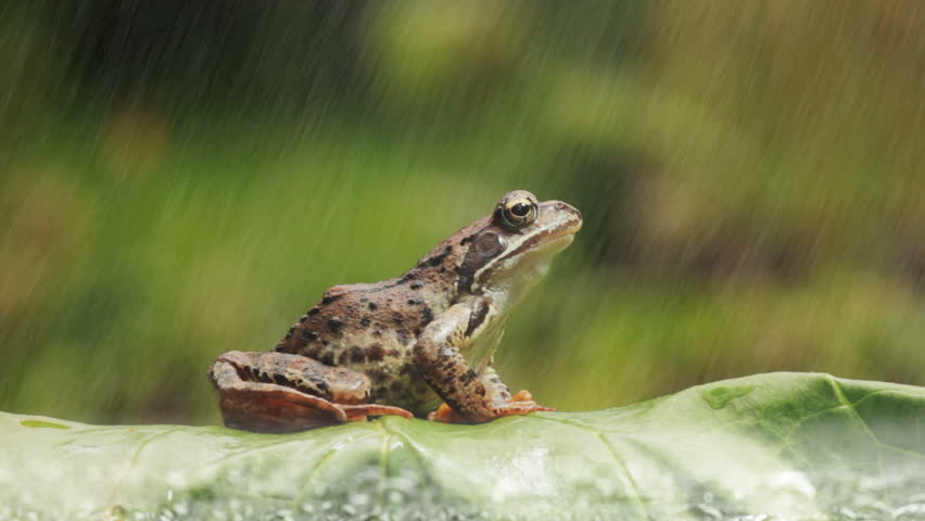 frog enjoying rain seamless loop Stock Footage Video (100% Royalty-free ...
