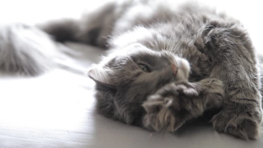 Cute Cat Sleeping On Side Stock Footage Video (100% Royalty-free ...