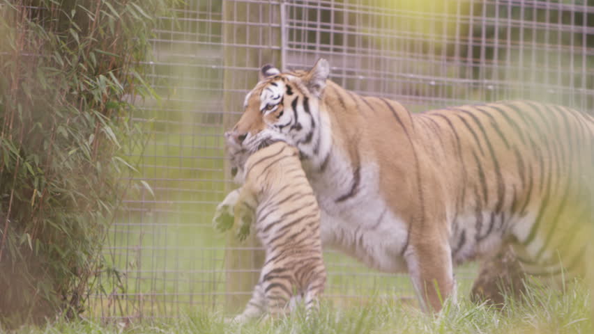 4k mother tiger carrying young cub Stock Footage Video (100% Royalty ...