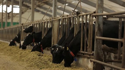 Cows Feeding Pen Eating Hay Stock Footage Video (100% Royalty-free ...