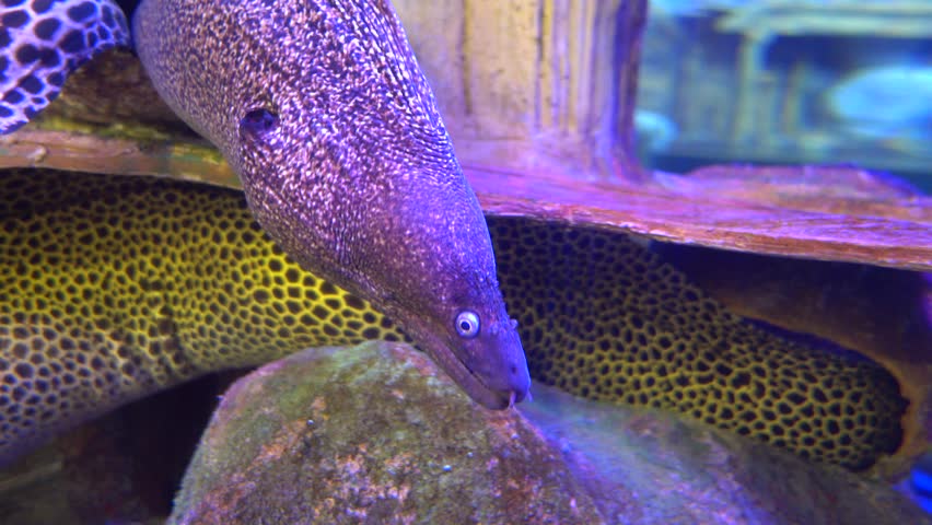 4k gills moray breathing water Stock Footage Video (100% Royalty-free ...