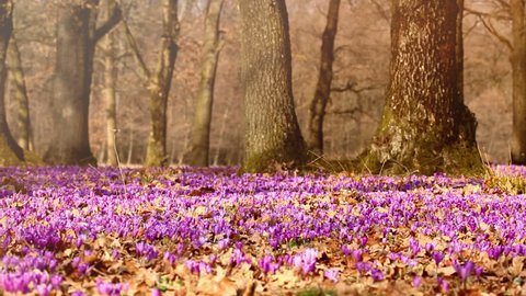 Beautiful Woodland Bluebell Forest Spring Purple Stock Photo (Edit Now ...
