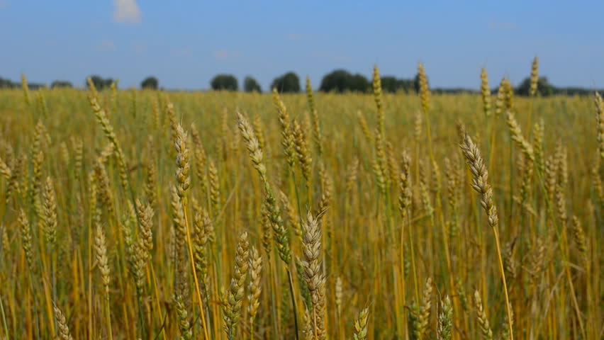 russiasiberiaaugust wheat field Stock Footage Video (100% Royalty-free ...