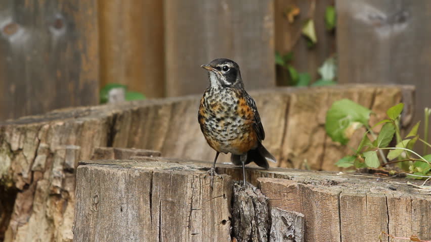Young American Robin. a Young Stock Footage Video (100% Royalty-free ...