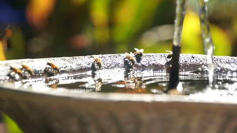 Bees Drinking Fountain Stock Footage Video (100% Royalty-free) 24997793 ...