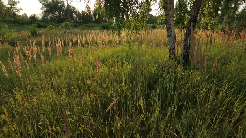 wildflower flower that grows wild meaning Stock Footage Video (100% ...