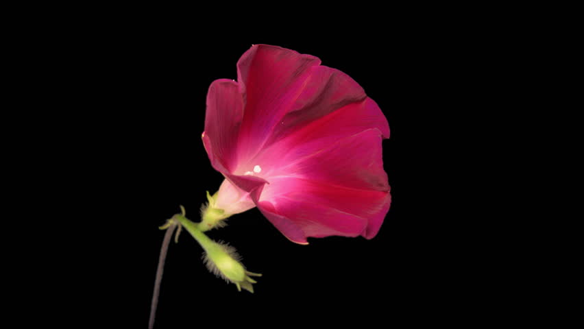 red morning glory flower blooming Stock Footage Video (100% Royalty ...