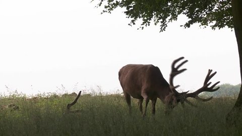 Red Deer Stock Footage Video (100% Royalty-free) 2502674 | Shutterstock