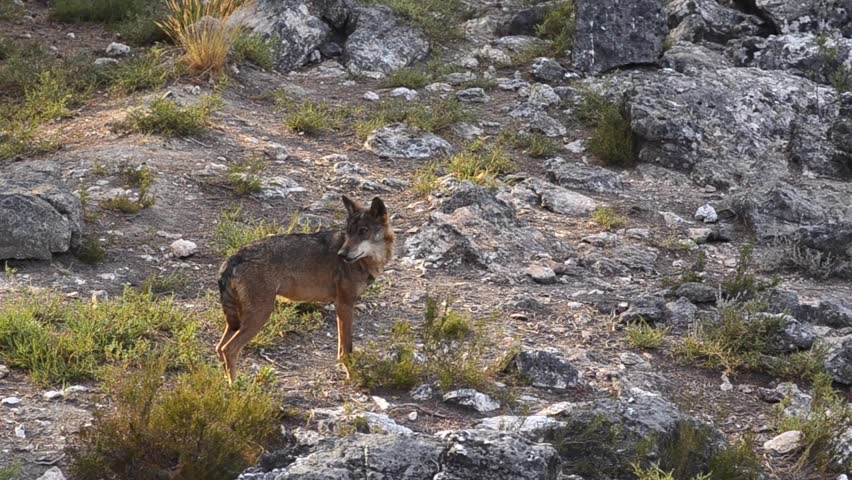 Iberian Wolf Pack in Spain Stock Footage Video (100% Royalty-free ...