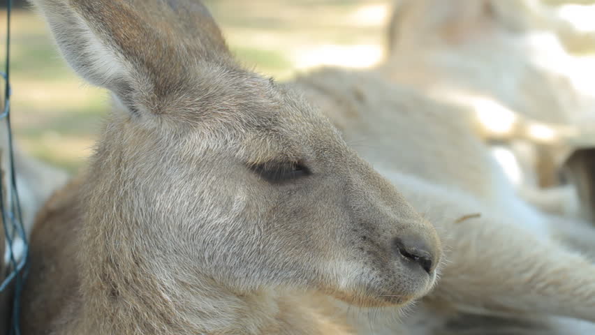 kangaroo park israel Stock Footage Video (100% Royalty-free) 2508860 ...