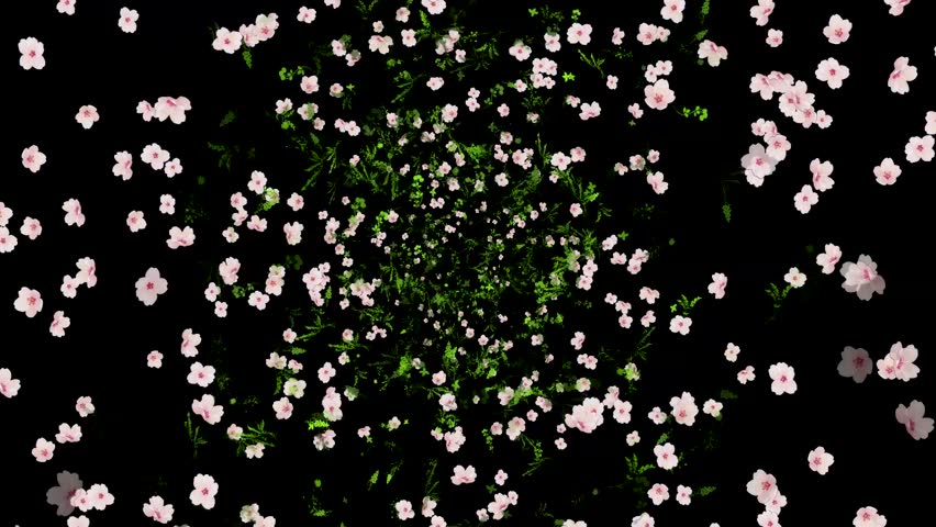 Flowers Explosion Animation Motion Graphic Background Stock Footage ...