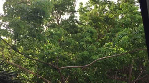 Dryobalanops Aromatica Camphor Tree Crown ShynessẢnh có sẵn610224389 ...