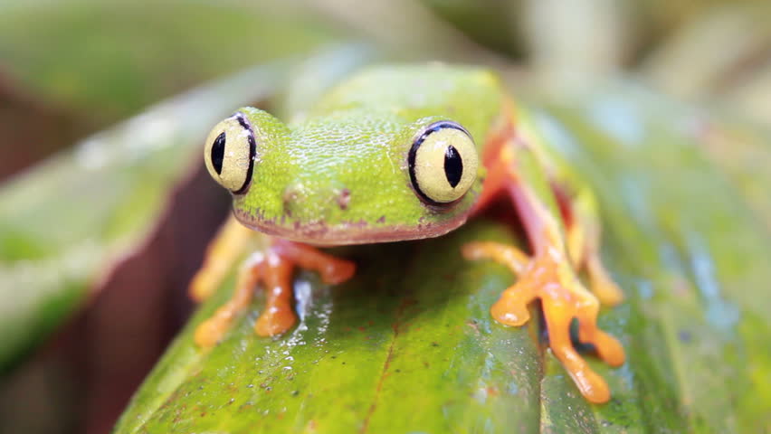 Redeyed Tree Frog Natural Habitat Caribbean Stock Footage Video (100% ...